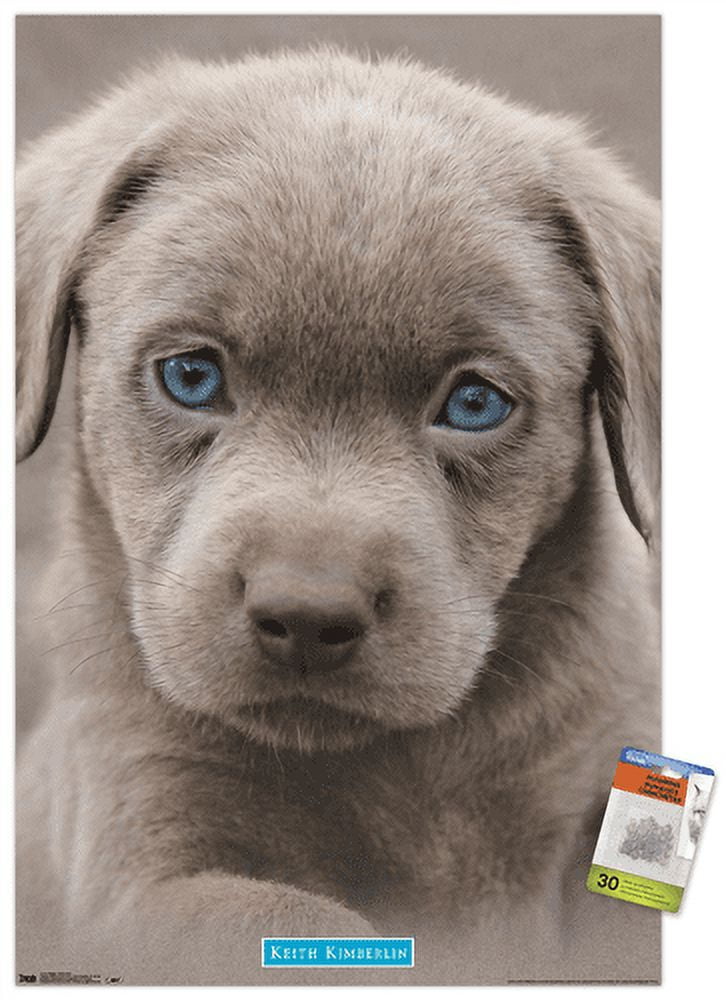 Keith Kimberlin - Puppy - Blue Eyes Wall Poster with Push Pins, 22.375 ...