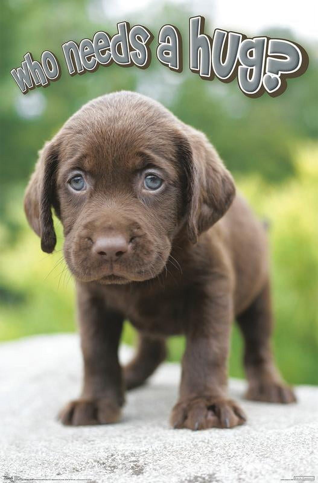 Keith Kimberlin - Puppy - Who Needs a Hug? Wall Poster, 22.375" x 34 ...