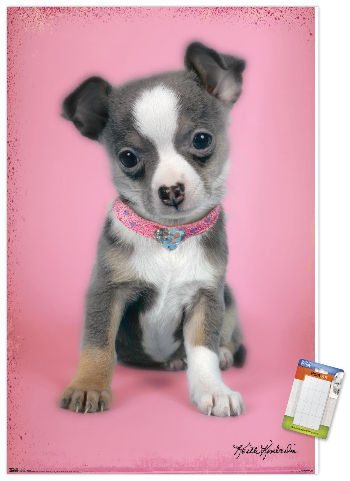 Keith Kimberlin - Puppy on Pink Background Wall Poster, 14.725" x 22. ...