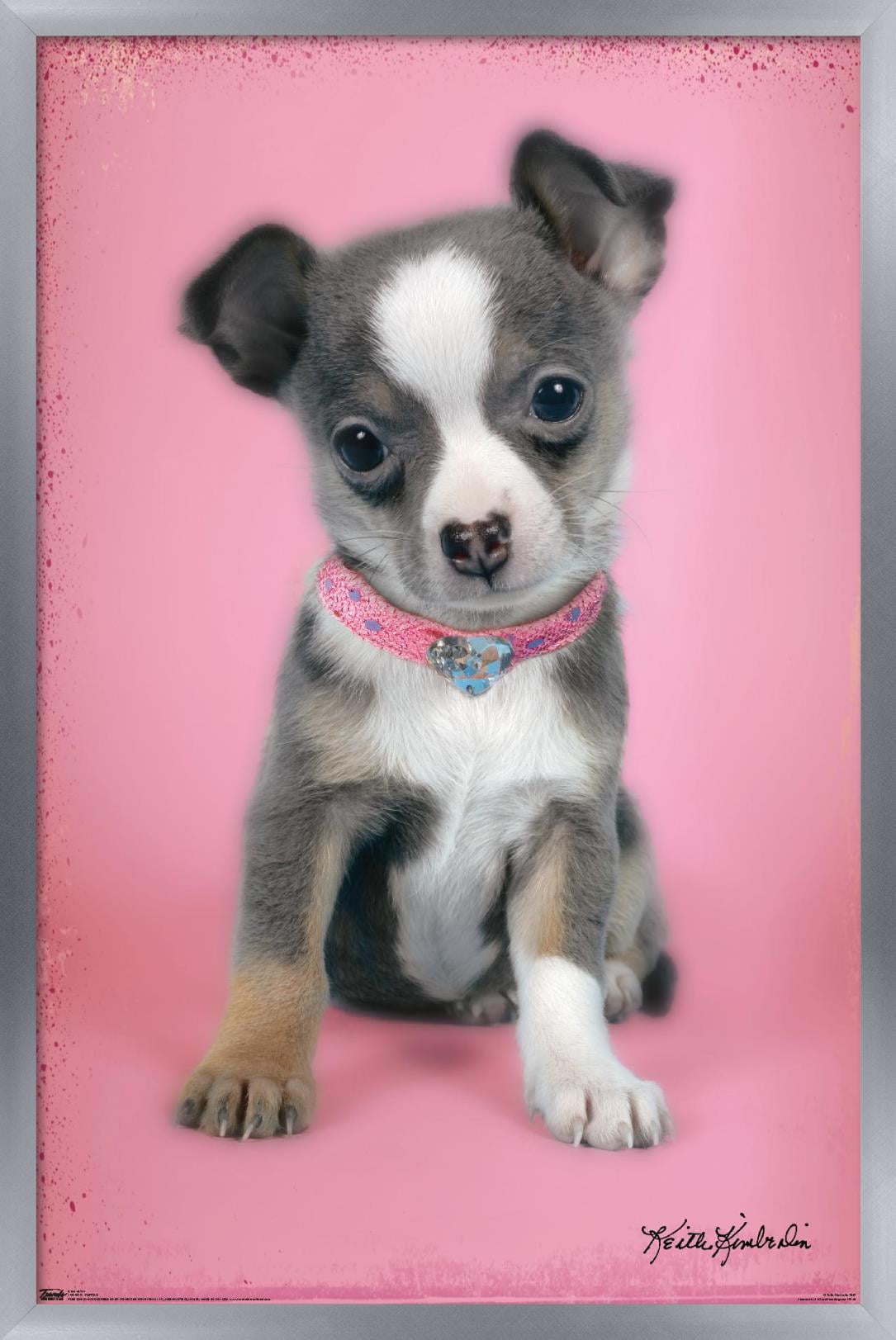 Keith Kimberlin - Puppy on Pink Background Wall Poster, 22.375" x 34 ...