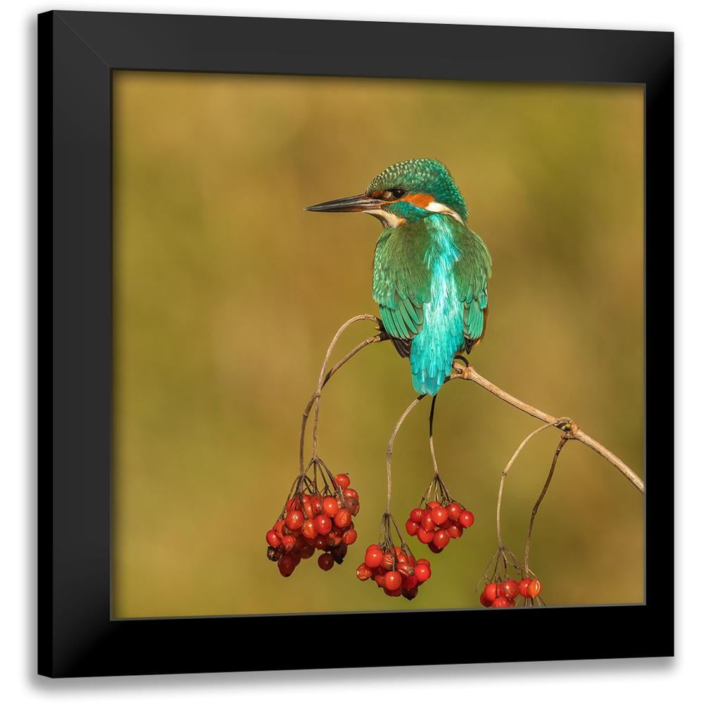 Keizer, Annie 15x15 Black Modern Framed Museum Art Print Titled - An Unusual Place - Walmart.com