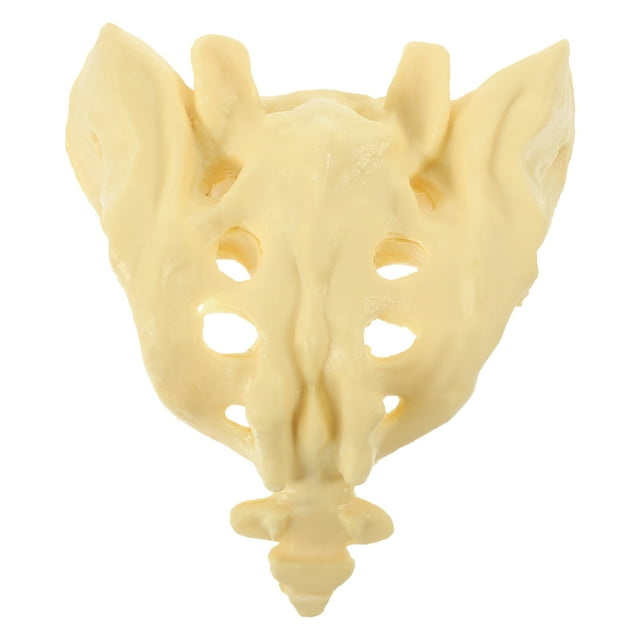 Kelingqi 1Pc Practical Human Sacrum Model Human Skeleton Model for ...