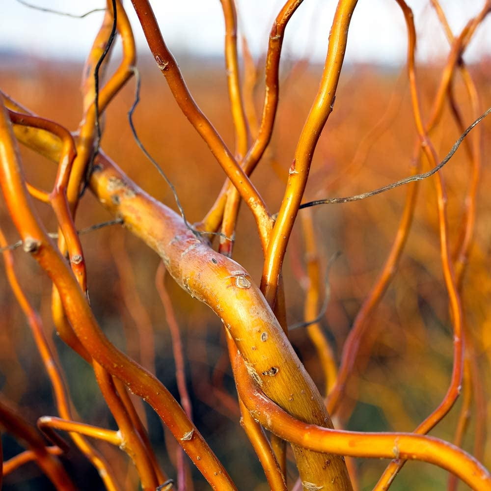 Kelli's Curly Corkscrew Willow Trees - 8 Live Plant Cuttings for Fast ...