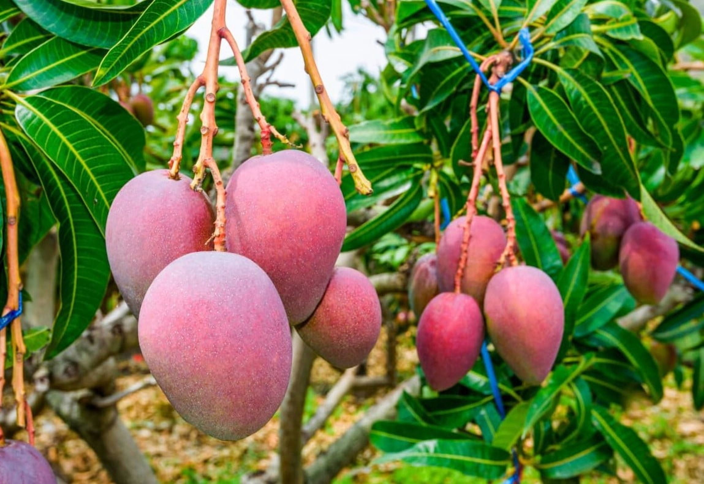 Kent Mango Tree Live Plant 10-14" Tall in Pot - Sweet Mango Tree ...