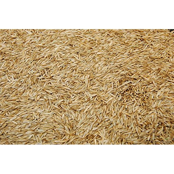Kentucky 31 Tall Fescue Grass Seed