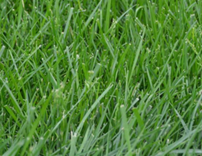 Kentucky 31 Tall Fescue, Grass Seed, (1 Lb. pack), Kentucky 31 Field ...