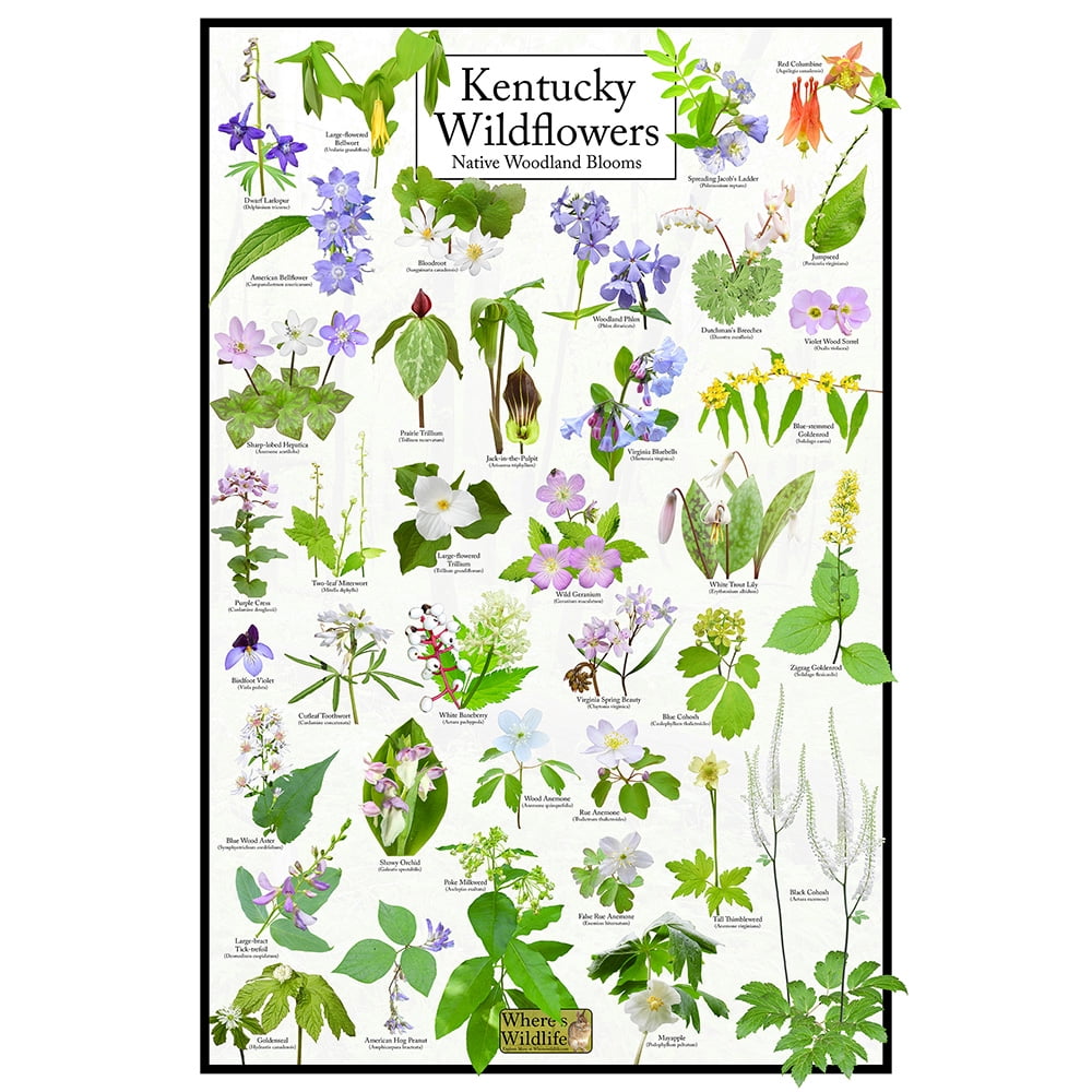 Kentucky Wildflowers Poster - Native Woodland Blooms - Educational ...