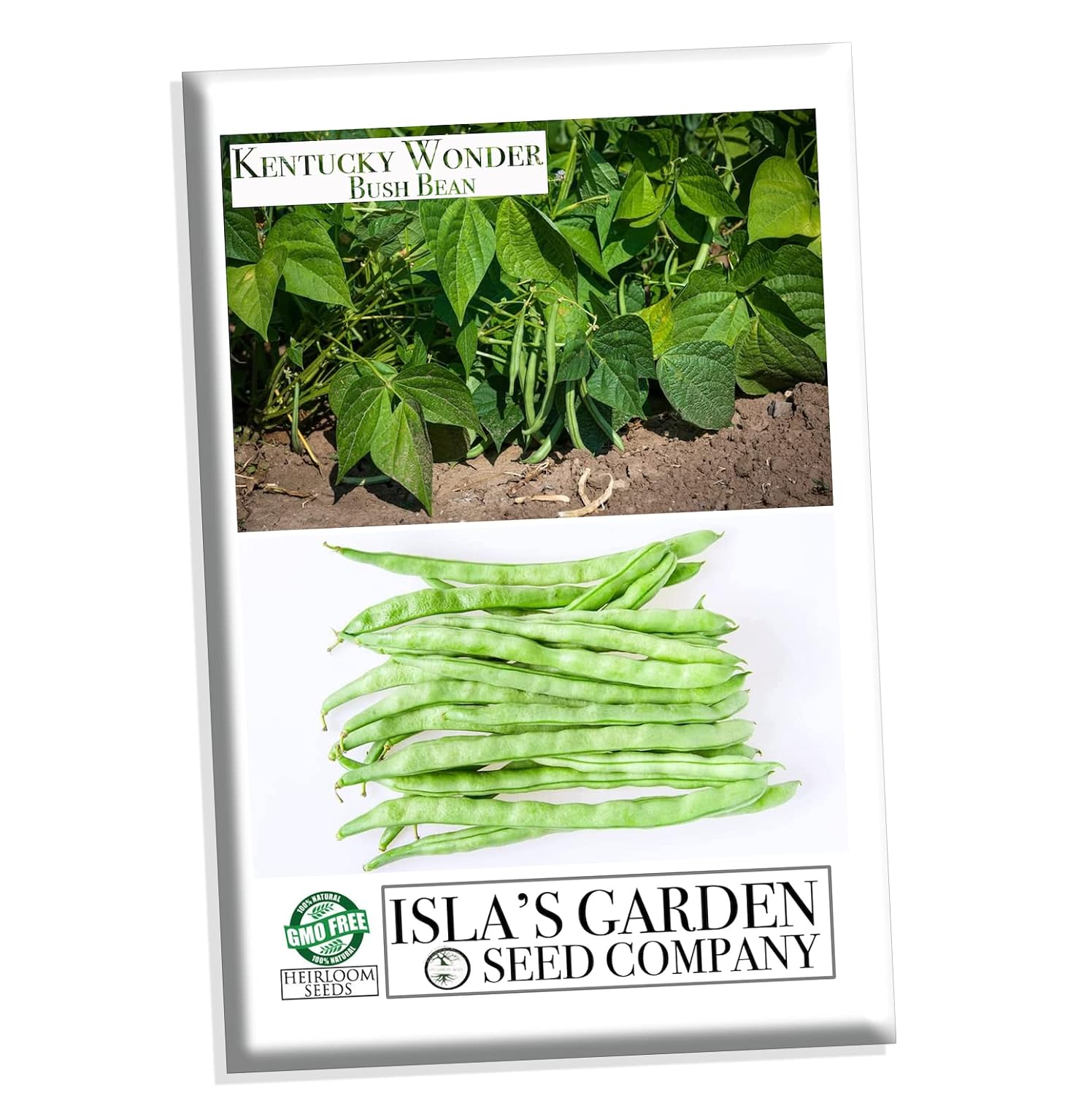 Kentucky Wonder Bush Bean Seeds, 30+ Seeds Per Packet, Isla's Garden ...