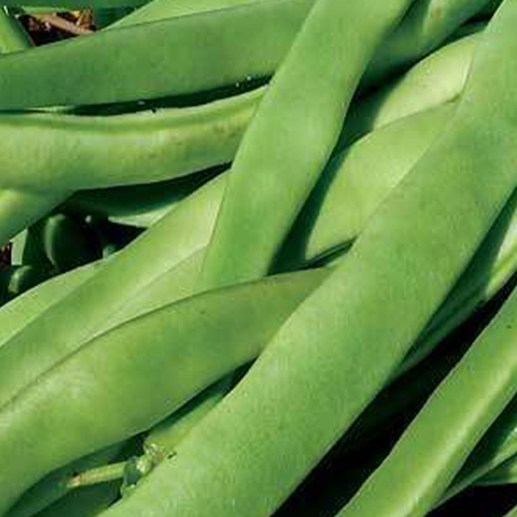 Kentucky Wonder Bush Beans 1/2 OZ ~50 Seeds - Non-GMO Open Pollinated ...