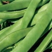 Early Thorogreen Bush Lima Bean - 1/2 OZ ~35 Seeds - Heirloom Open ...