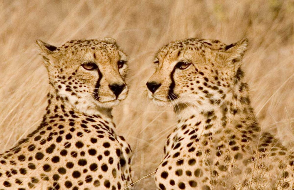 Kenya, Masai Mara Portrait of cheetah brothers by Joanne Williams (36 x ...