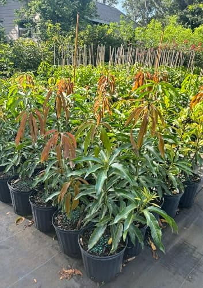 Keo Mango Tree Live Plant Grafted, 2 to 3 Feet Tall in Gallon Pot ...
