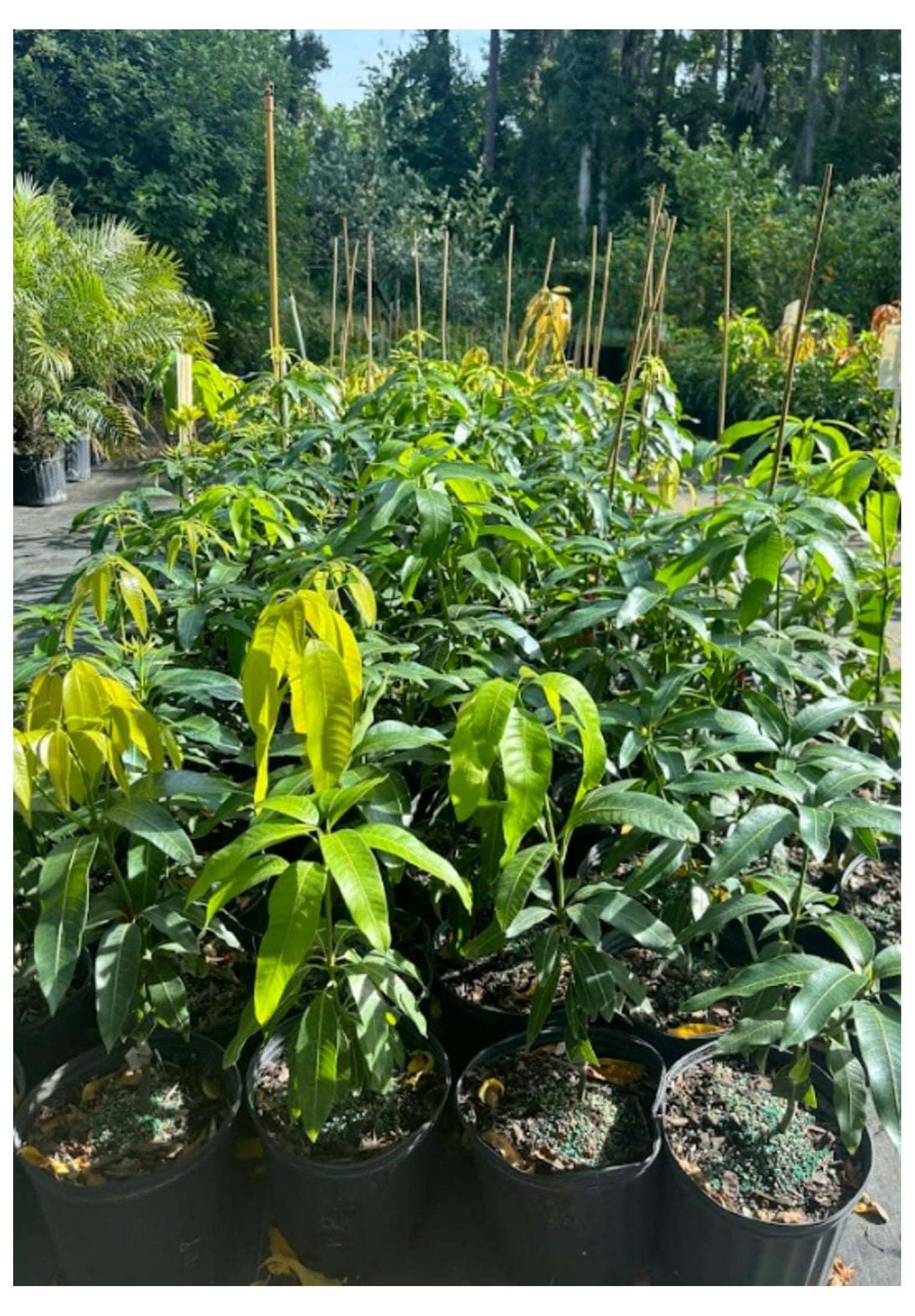 Keo Plant Tree Live, Trees Plant Grafted, 2 to 3 Ft in Height in 3 ...