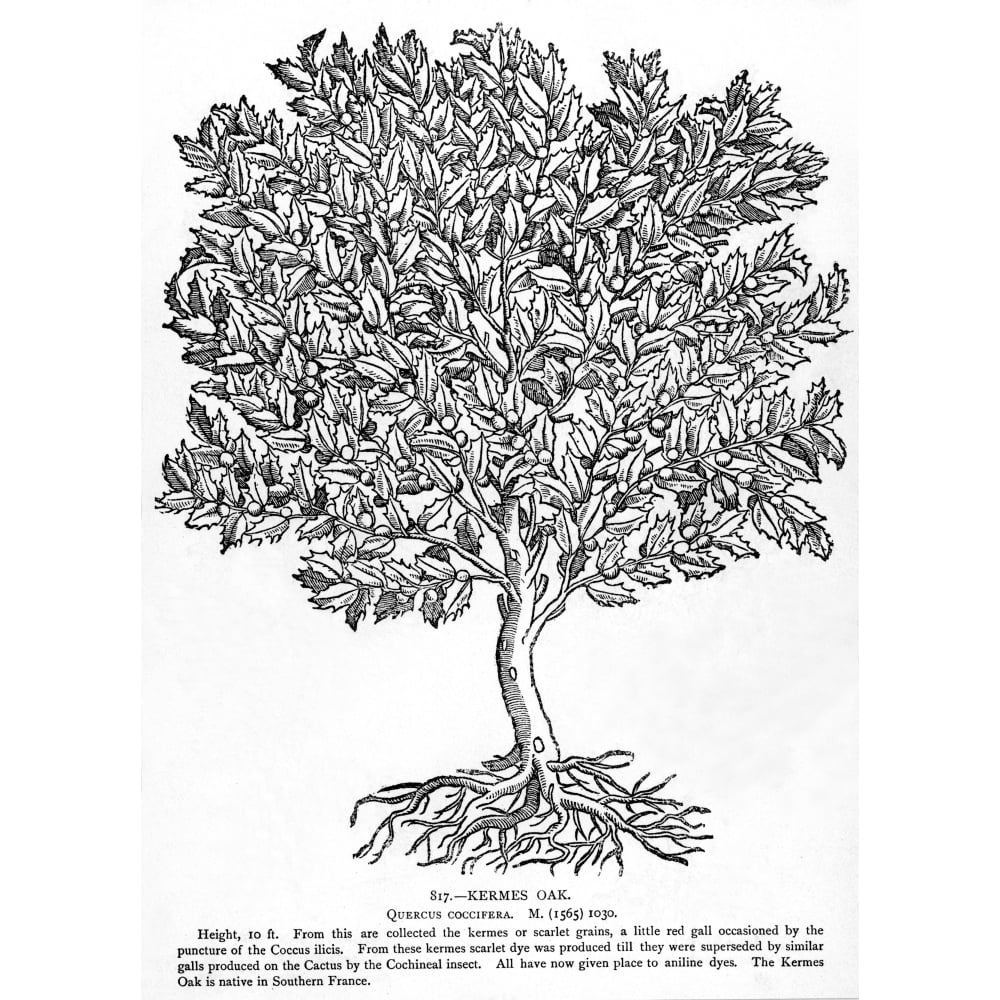 Kermes Oak Tree. N(Quercus Coccifera). Native To Southern France. The ...