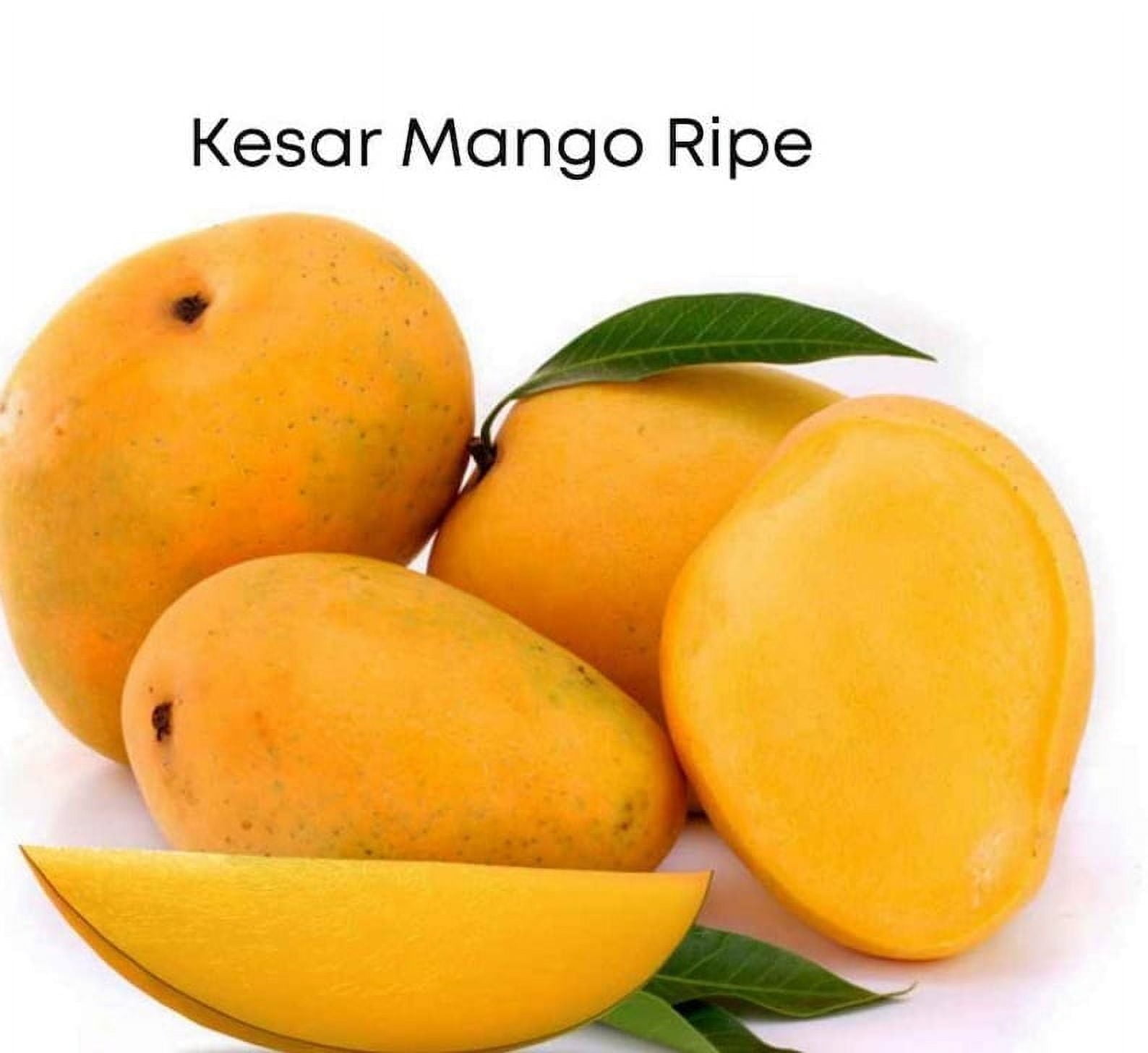 Kesar MANGO TREE GRAFTED (2-4 Feet Tall) - Walmart.com