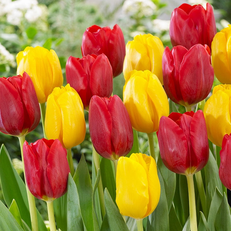 Ketchup and Mustard Tulip Duo Flower Bulbs - 30 Bulbs per Pack - Good ...
