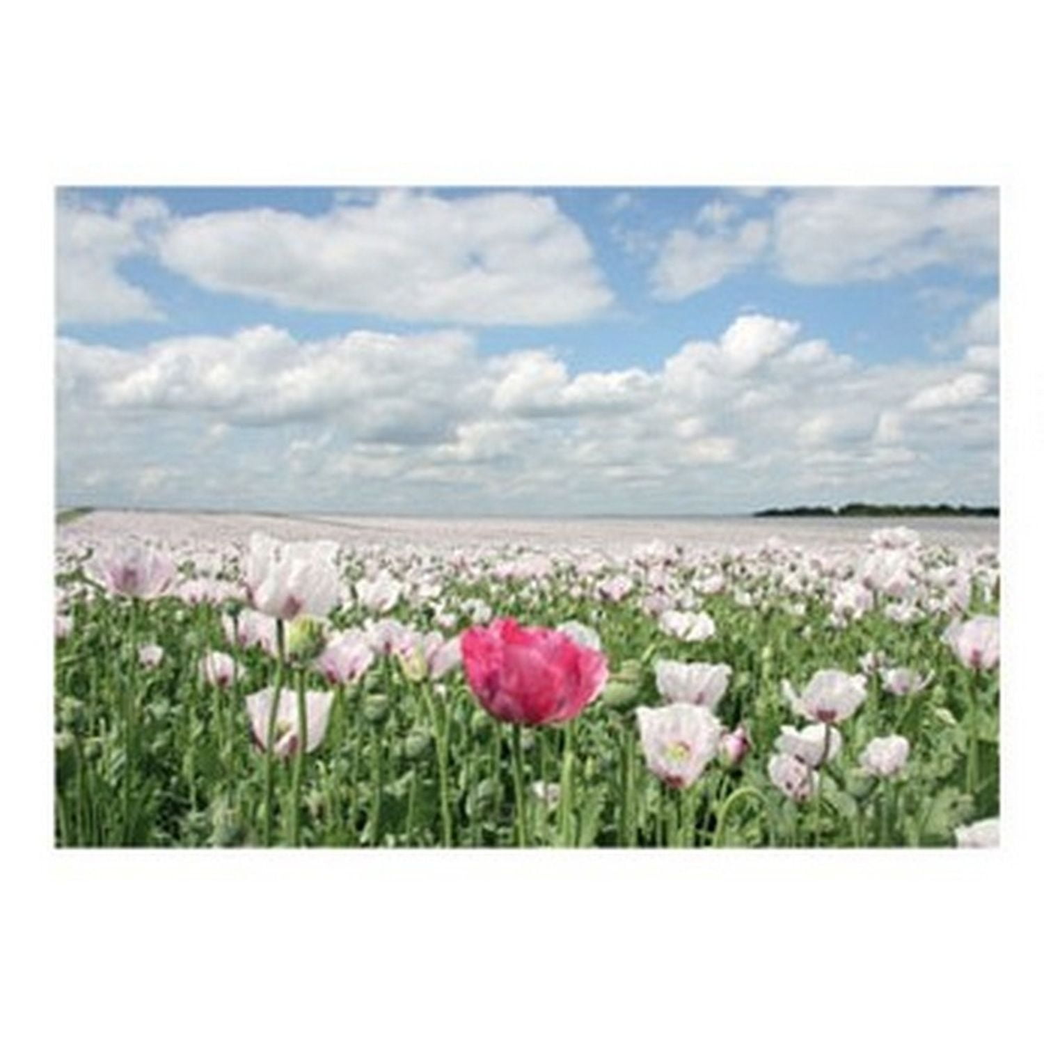 Kevin Milner Countryside Summer Poppies Greetings Card - Walmart.com