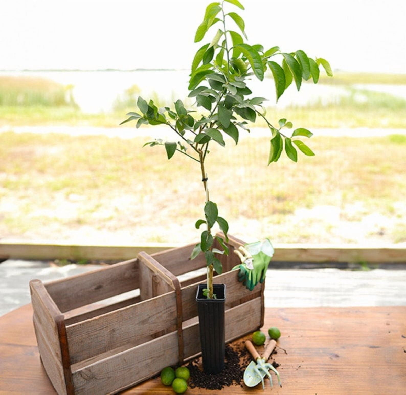 Key Lime Tree Dwarf Plant Citrus GRAFTED Fragrant 2-4ft. Ships To All ...