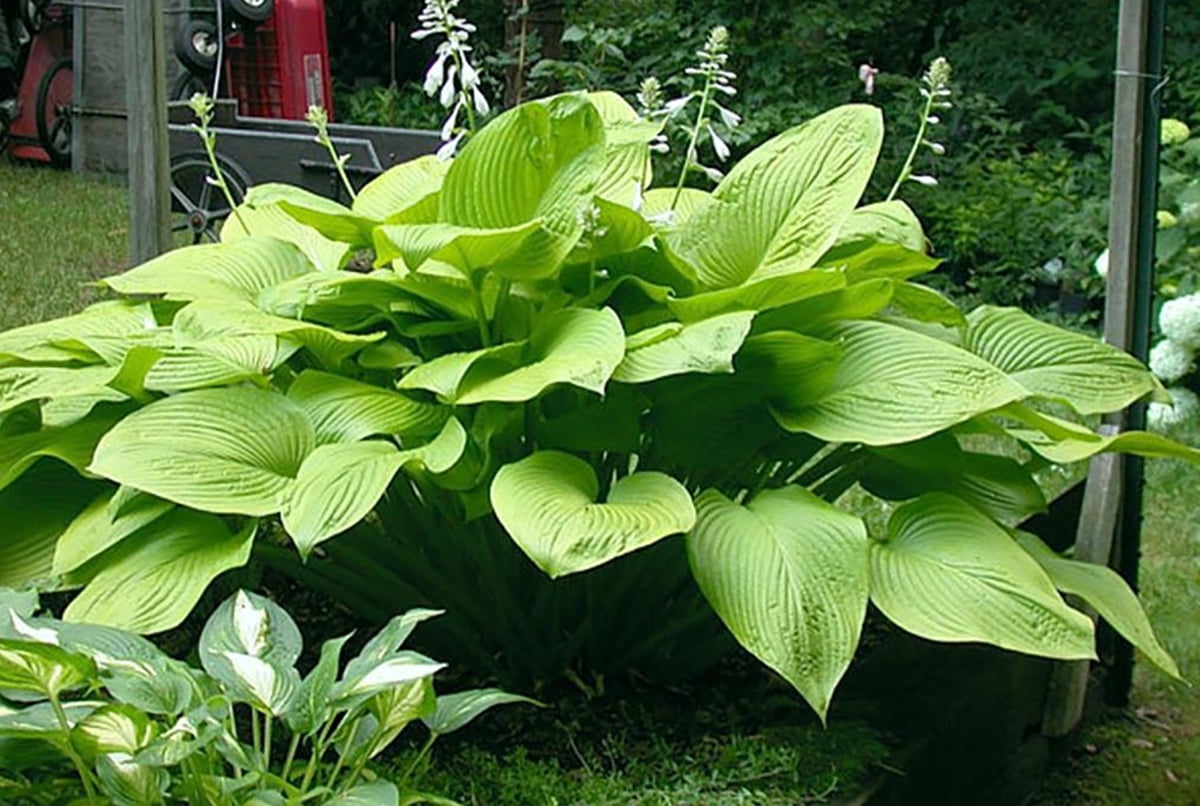 Key West Hosta - Large Gold Leaves - Gallon Pot - Walmart.com