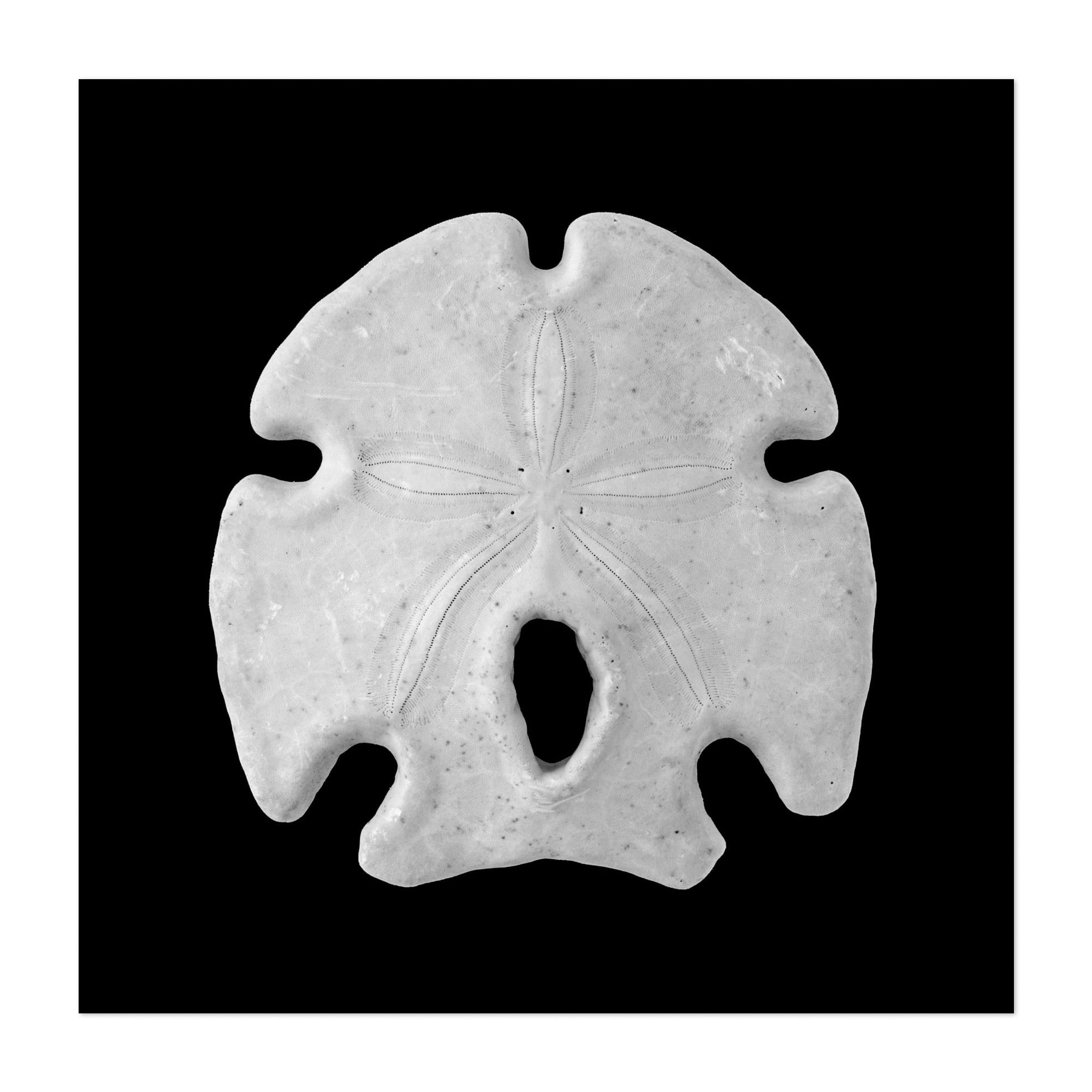 Keyhole Sand Dollar - Photography Marine Life Beach Nautical Coastal ...
