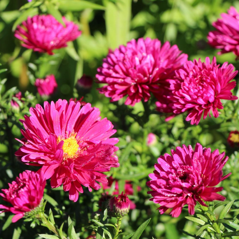 Kickin Carmine Red Aster Plant, 4 Inch Pot, Perennial Aster Flowers ...
