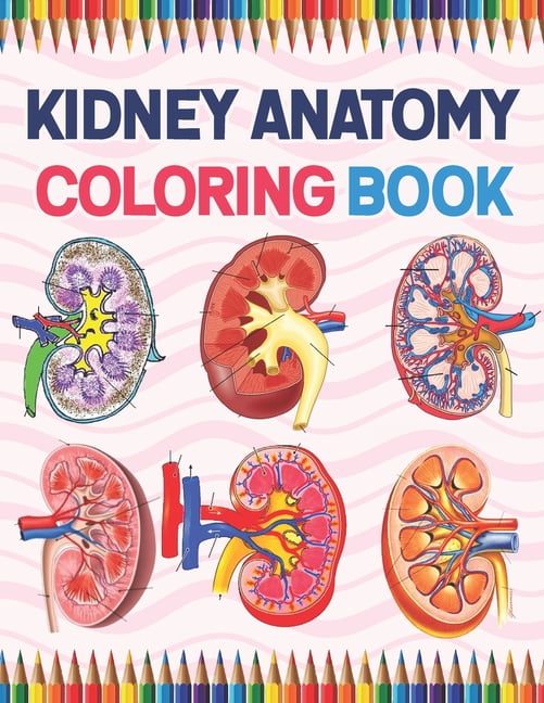Kidney Coloring Page For Kids