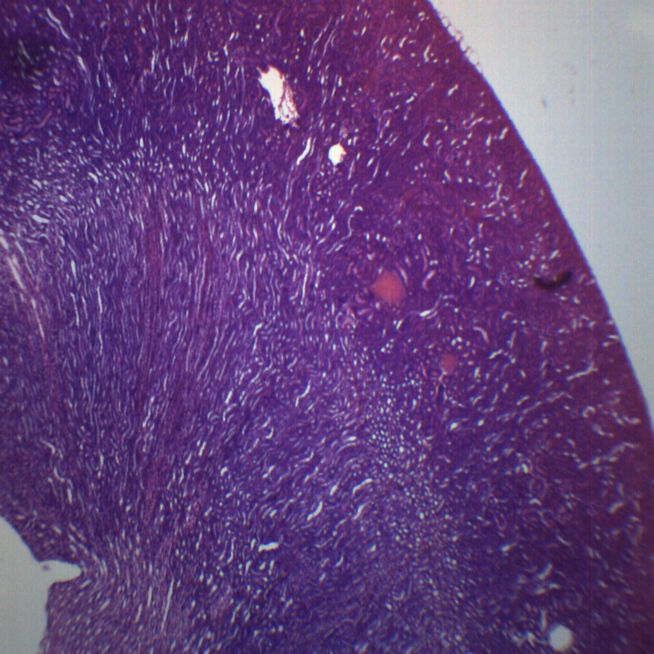 Kidney, Longitudinal Section - Prepared Microscope Slide - 75 x 25mm ...