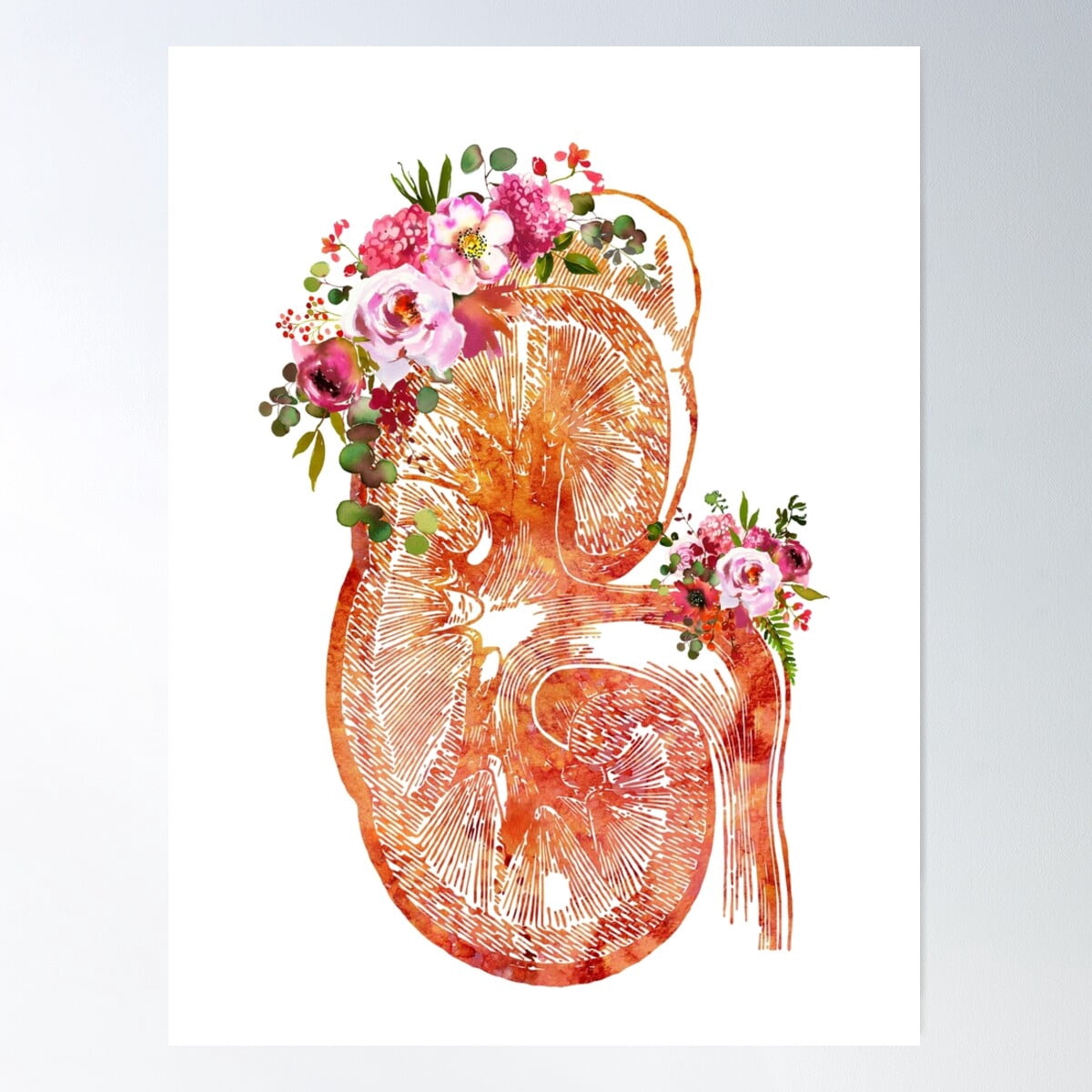 Kidney Section Poster Wall Art, Modern Wall Decor For Living Room ...