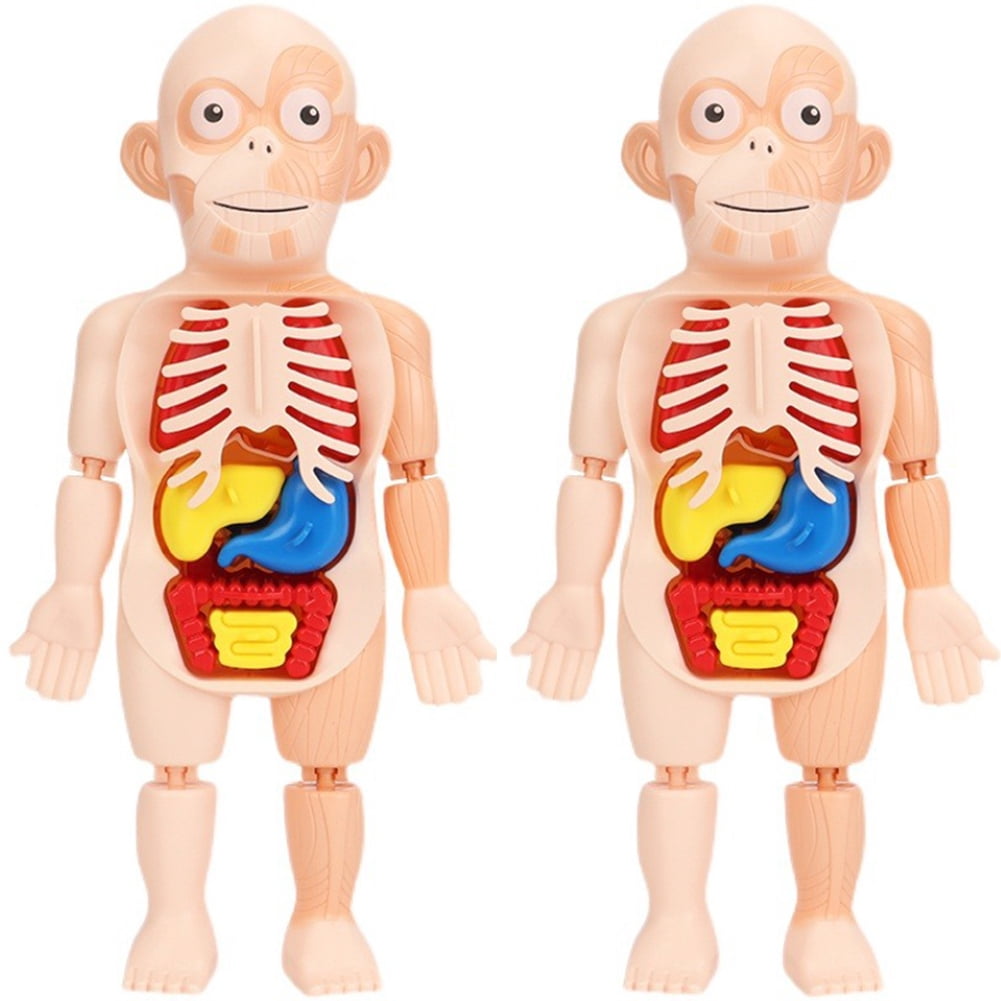 Kids 3D Puzzle Human Body Anatomy Model DIY Assembled Organ Body ...