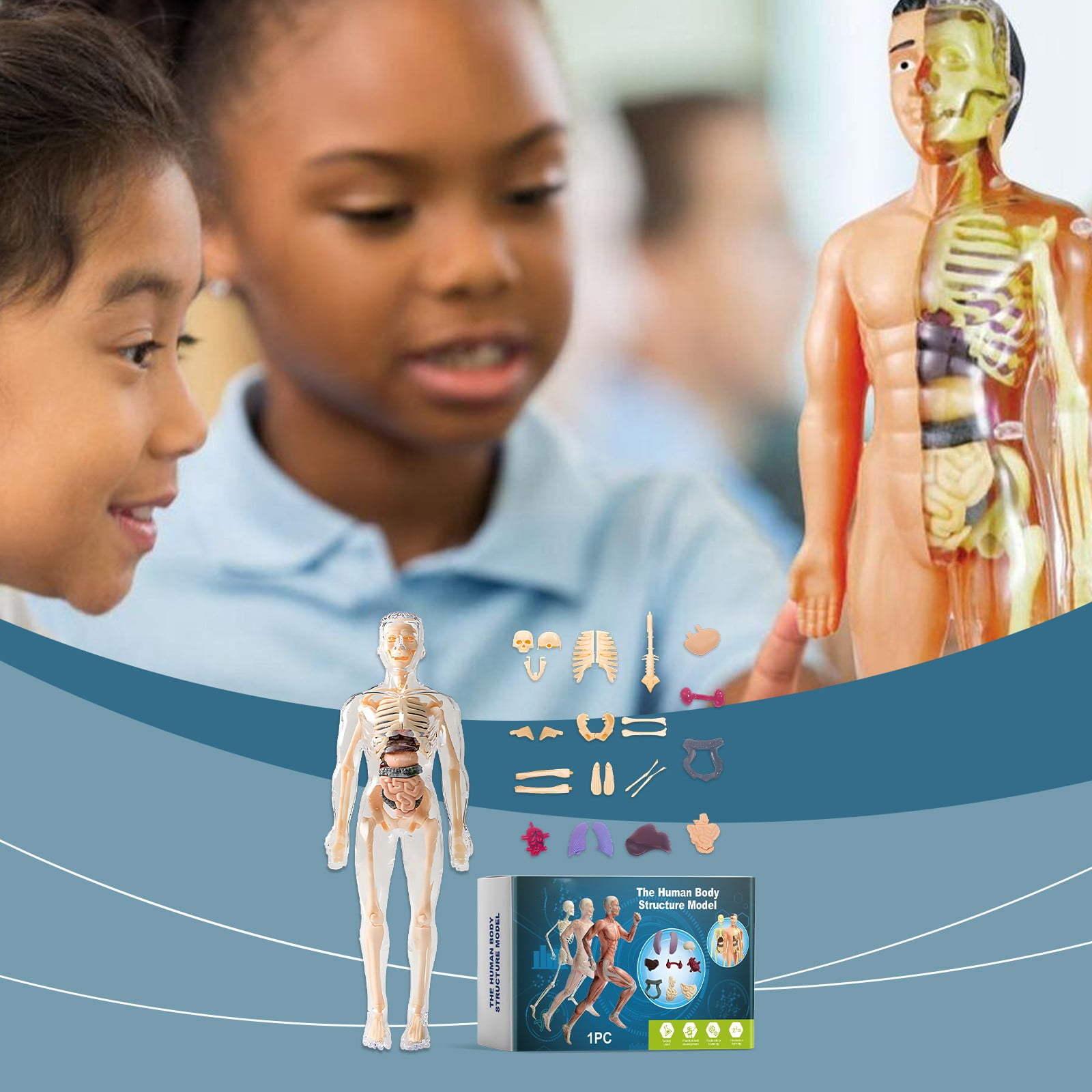 Kids Anatomy Toys Interactive Human Body Model, 11.02 Inch DIY ...