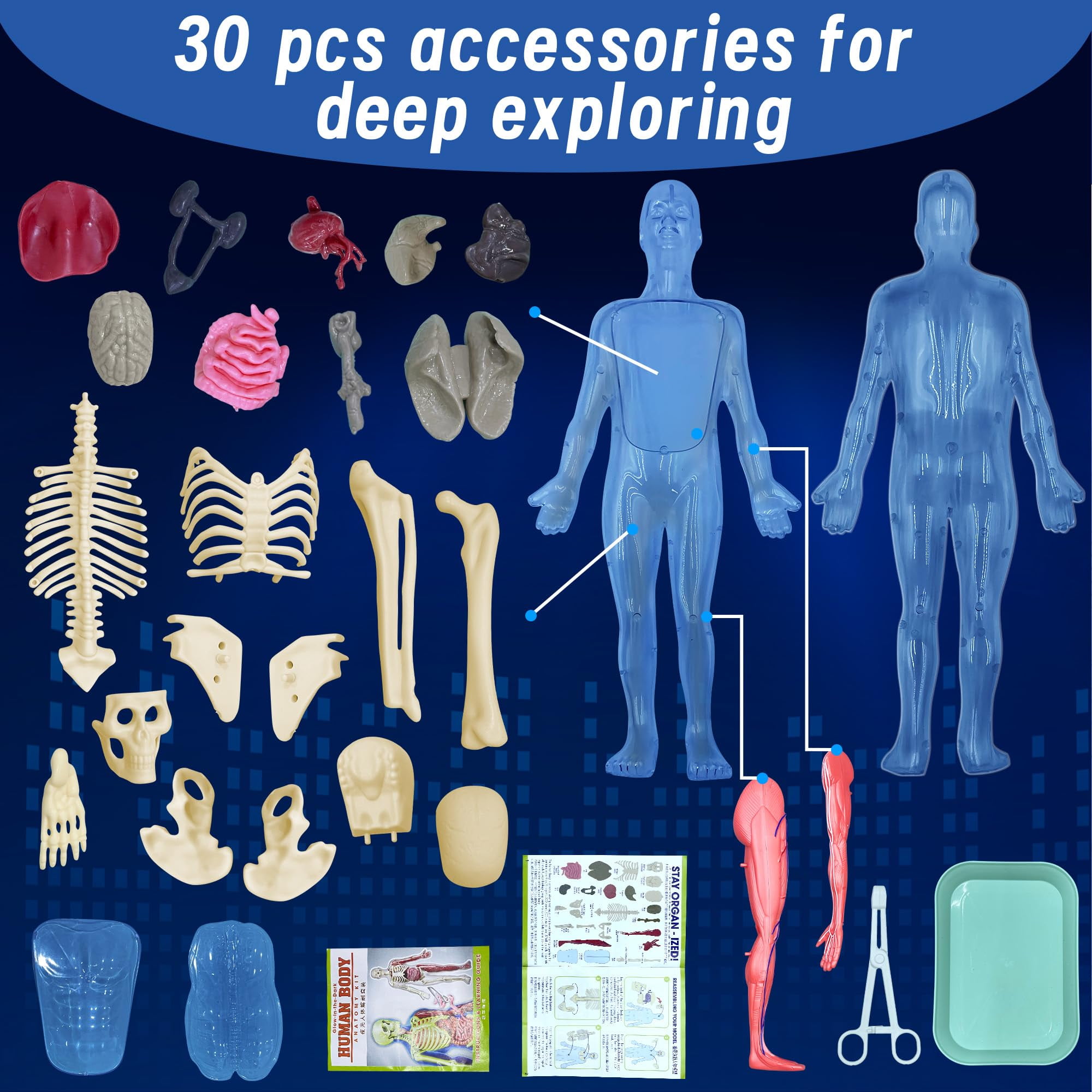 Kids Anatomy Toys Interactive Human Body Model, 11.22 Inch DIY ...