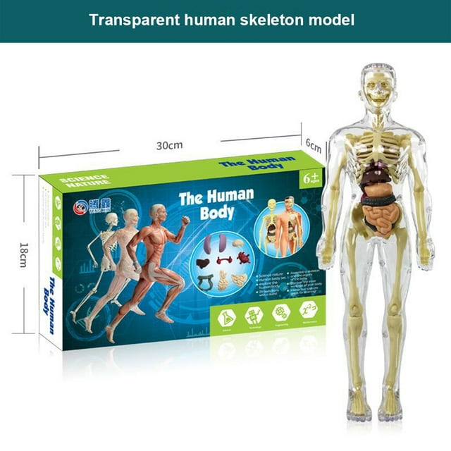 Kids Anatomy Toys Interactive Human Body Model, DIY Assembled Human ...