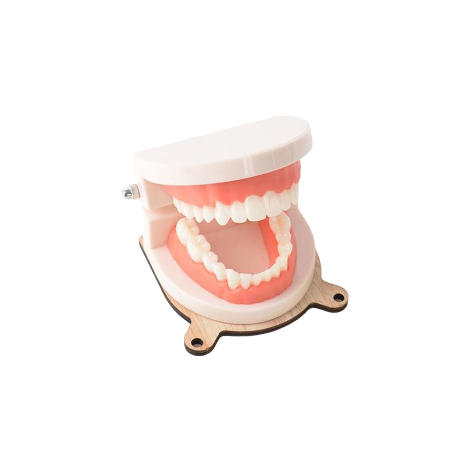 Kids Practical Life Brushing Model, Activity Board, Simulated Tooth Toy ...