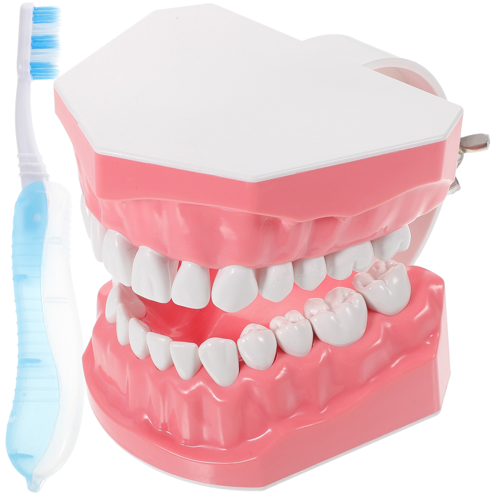 Kids Tooth Brushing Model for Dentist Practice and Supplies - Walmart.com