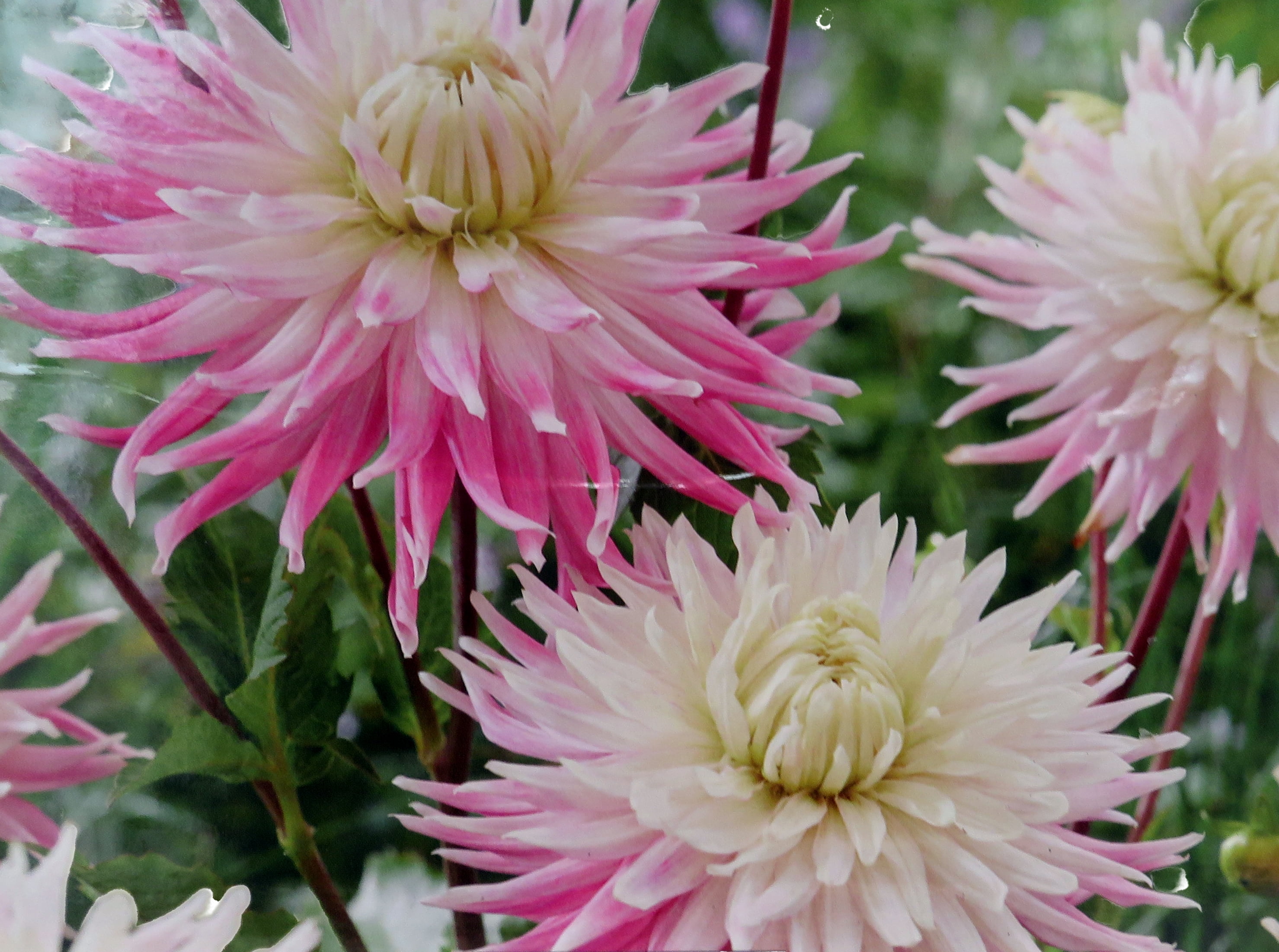 Kiev Dahlia - Dinner Plate Dahlia - 2 bulbs - Walmart.com