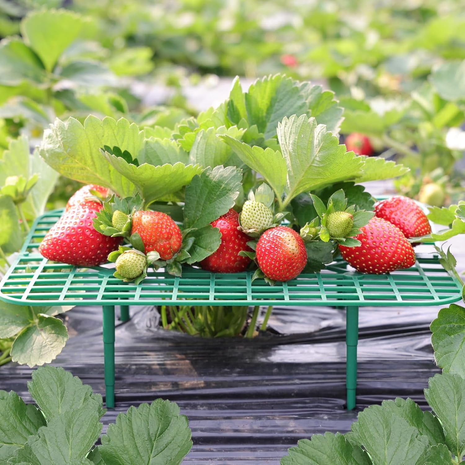 Kiibsot 10PCS Square Strawberry Supports for Garden Strawberry Plant Support Strawberry Stand ...