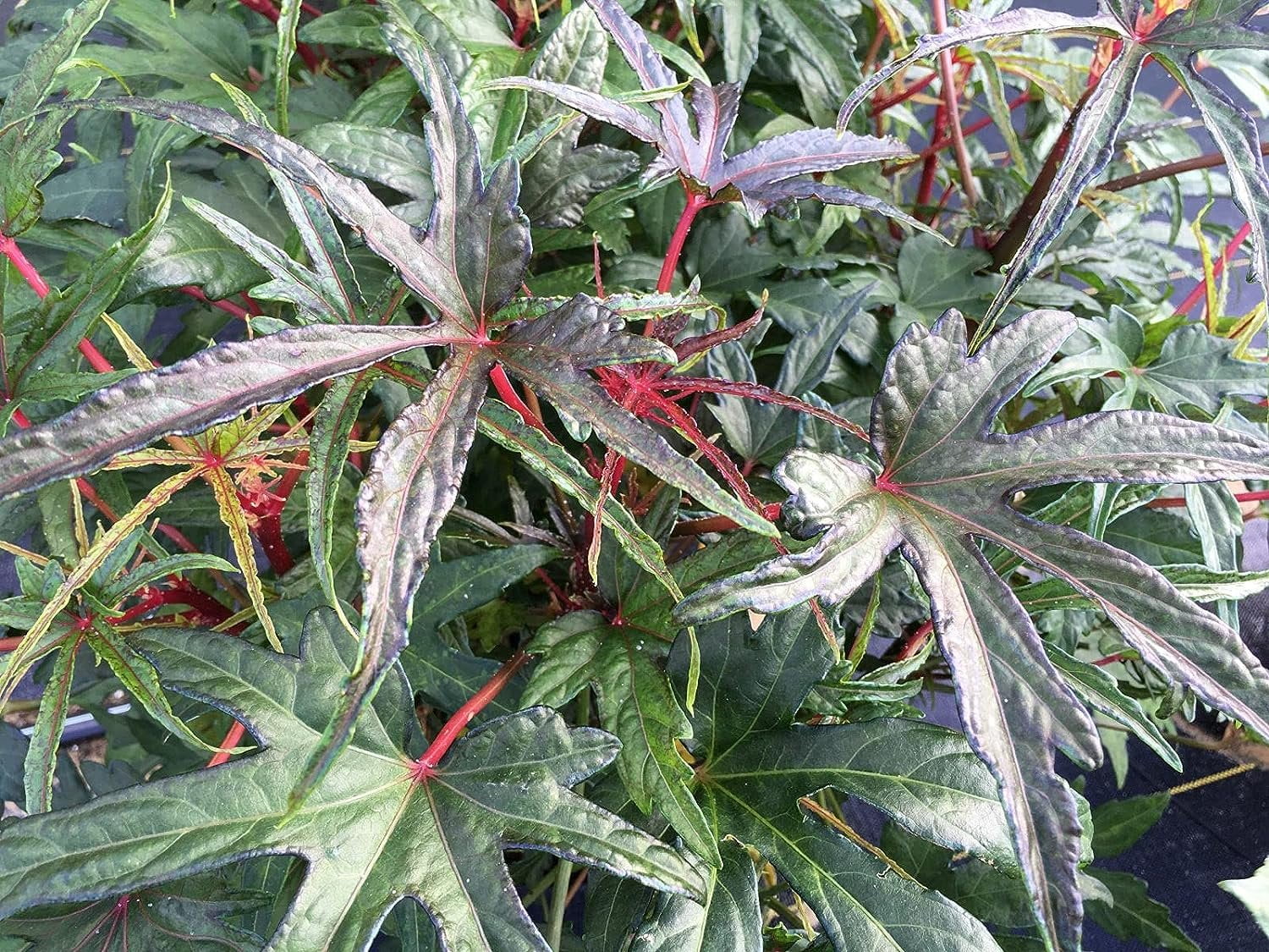 Kiko's Crump South Sea Salad Tree - 4 Live Starter Plants - Abelmoschus ...