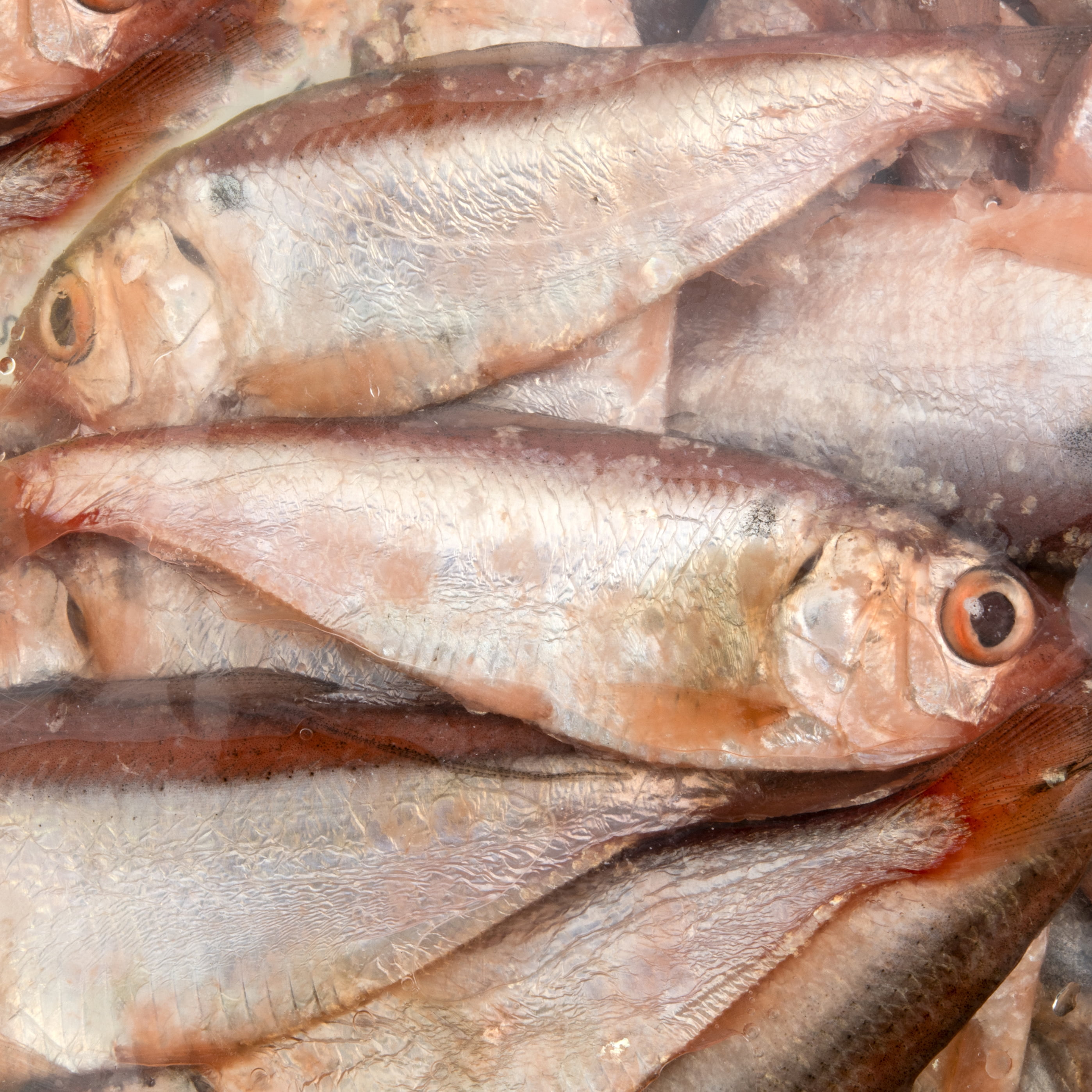 Live Bait in Fishing Baits - Walmart.com
