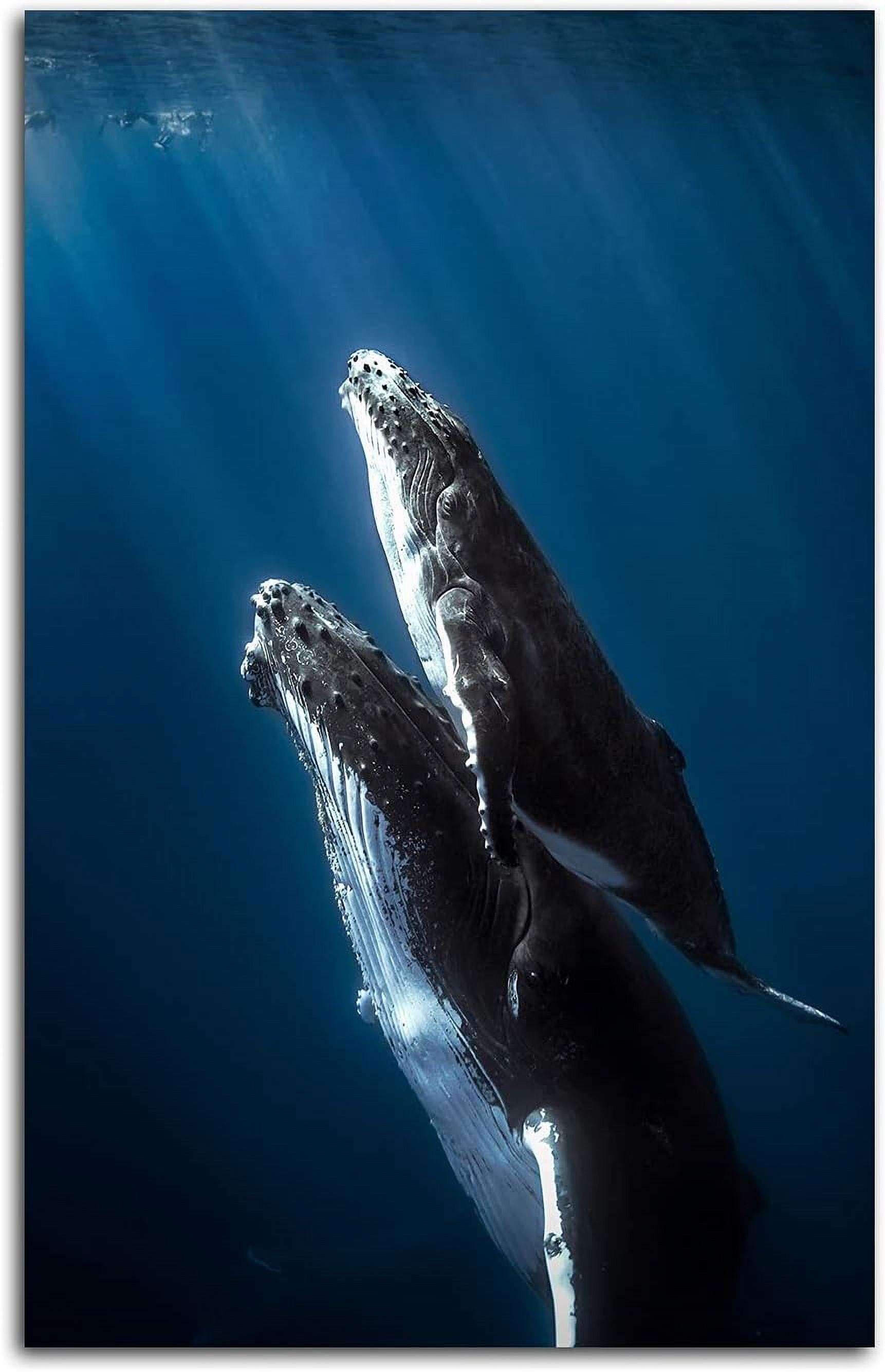 Killer Whale Poster Orca Poster Wall Art Decor Poster Canvas Painting ...