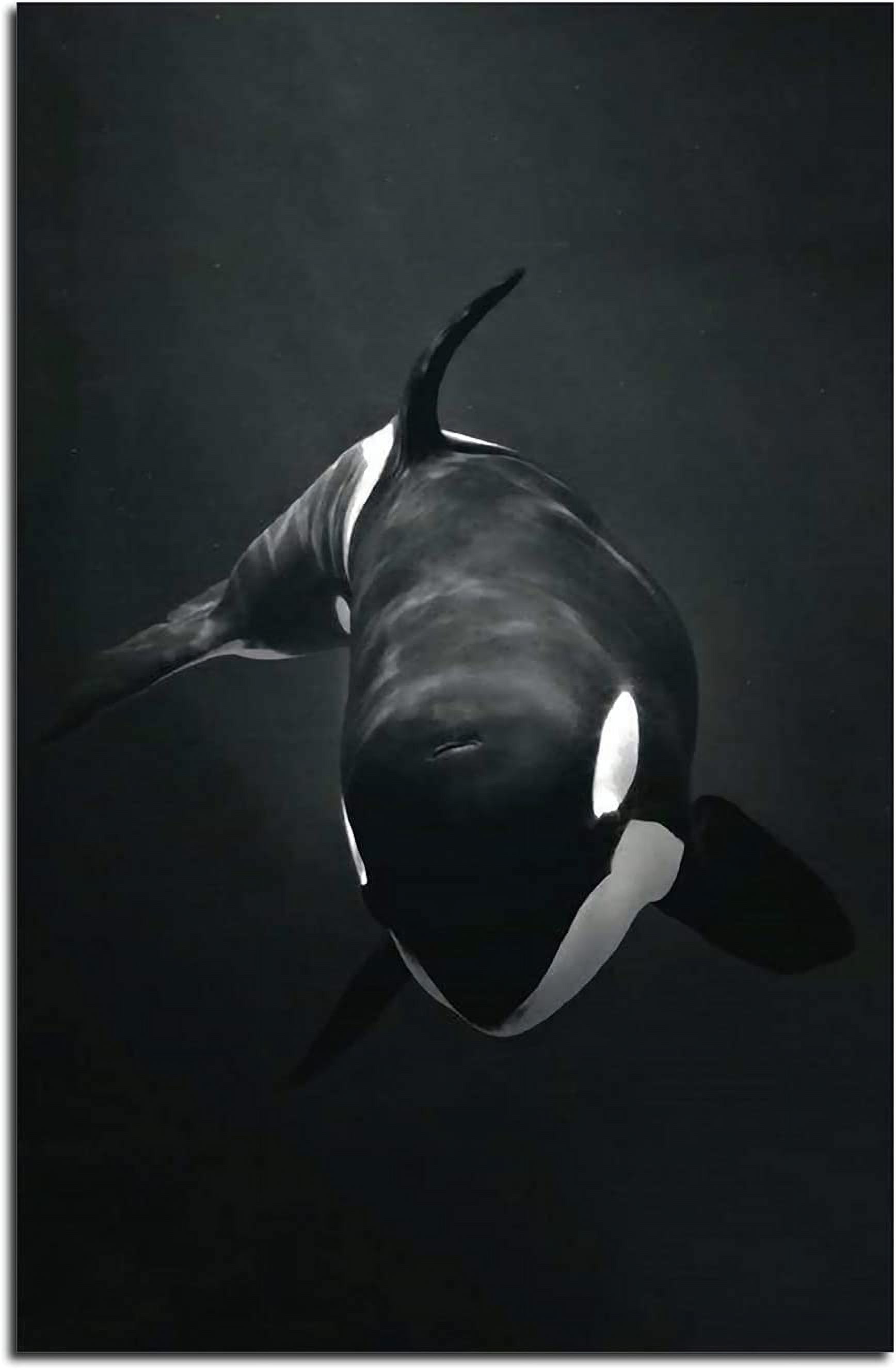 Killer Whale Poster Orca Poster Wall Art Decor Poster Canvas Painting ...