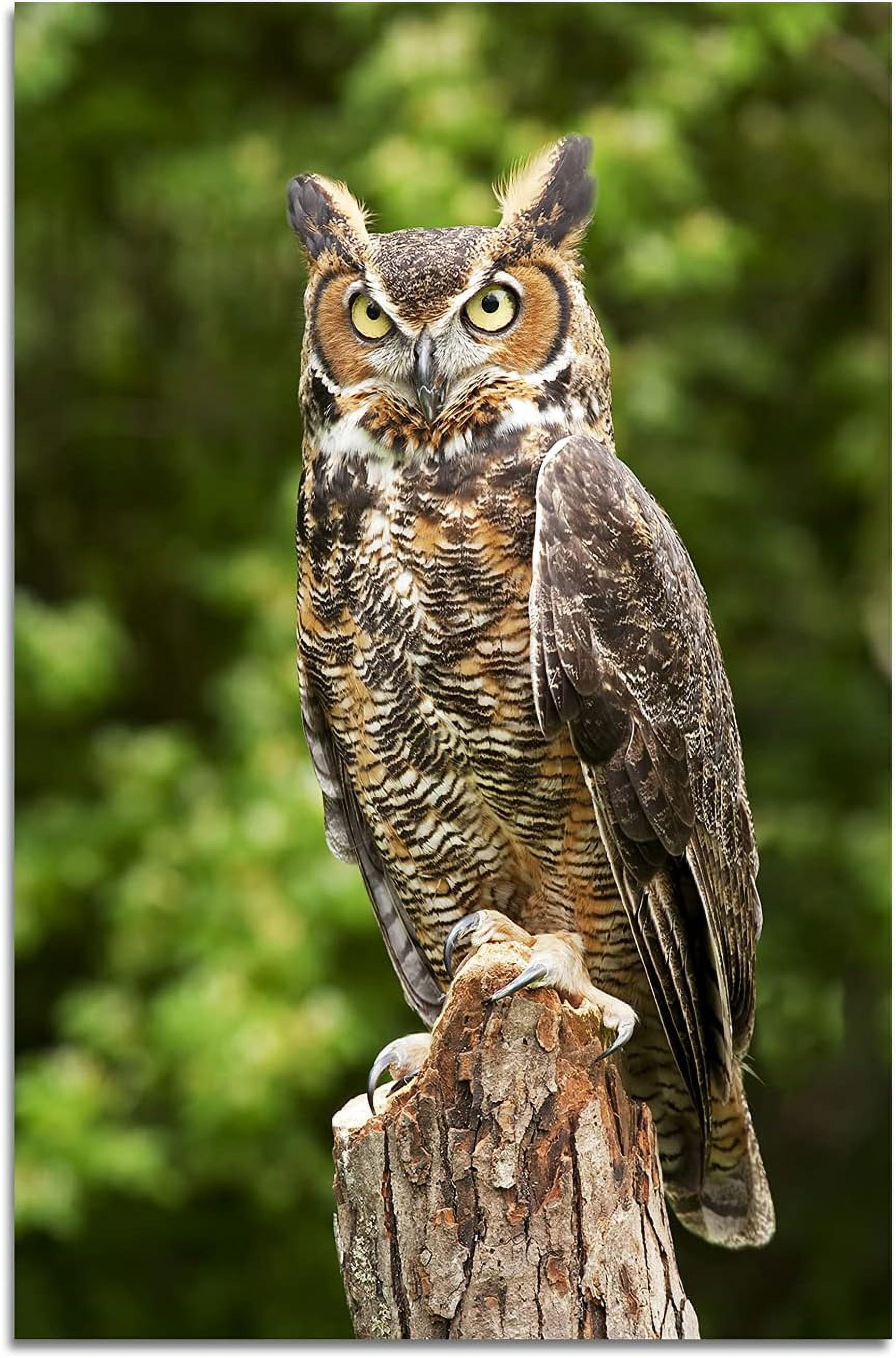 Killer Whale Poster Orca Poster Wall Art Decor Poster Canvas Painting ...