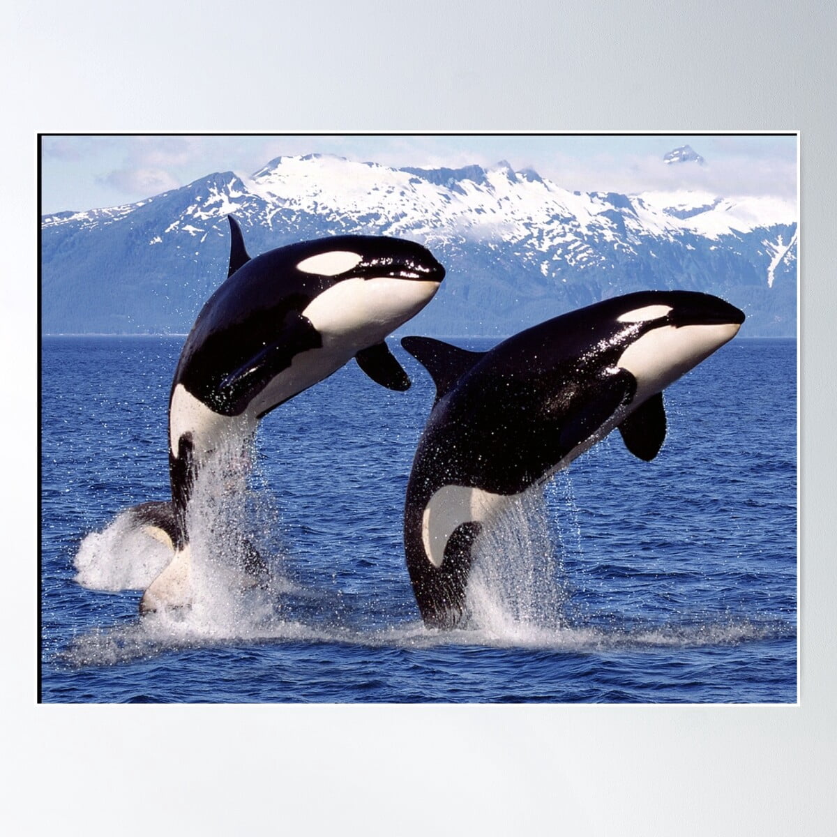 Killer whale, poster,Killer whale wall art,Killer whale art, ocean, sea ...