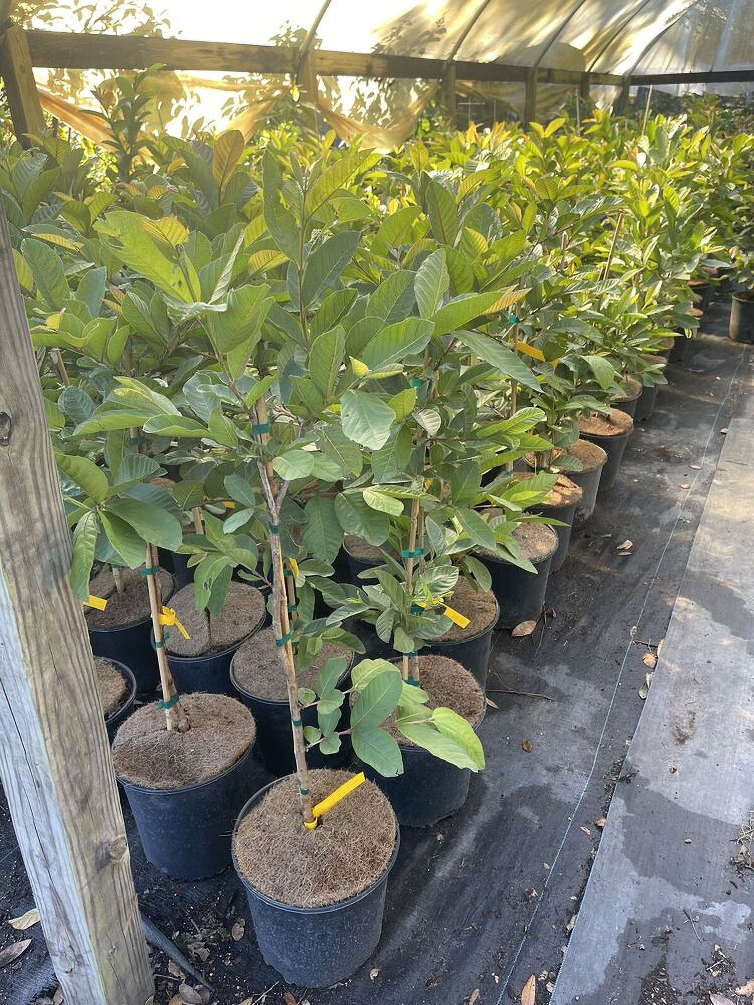 Kilo Thai Guava 3 gallon 3 feet tall. No CA shipping - Walmart.com
