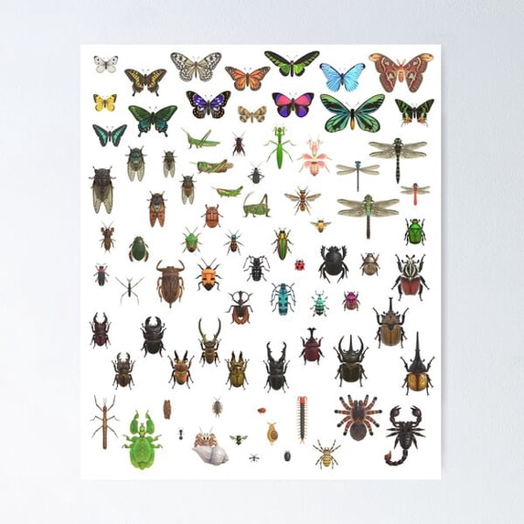 Kiloa Insect Taxonomy Educational Chart Poster, 24x36 UNFRAMED ...