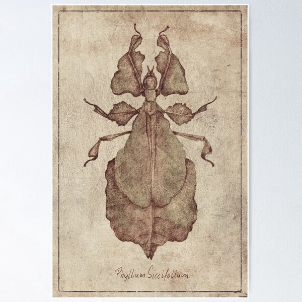 Kiloa Leaf Insect Scientific Illustration Poster, 24x36 Poster Print ...