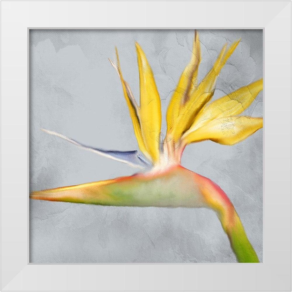 Kimberly, Allen 26x26 White Modern Wood Framed Museum Art Print Titled - Strelitzia 2 - Walmart.com