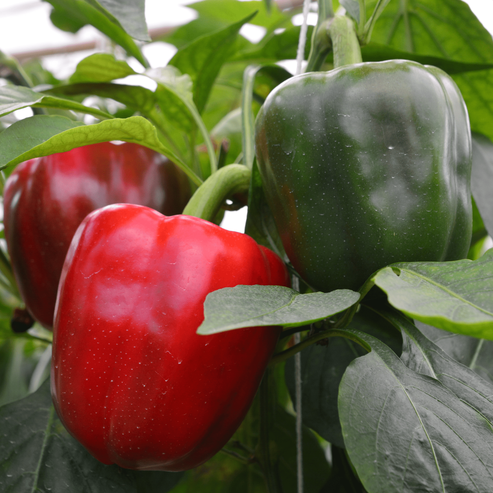 King Arthur Bell Pepper | Two Live Garden Plants | Non-GMO, Sweet ...