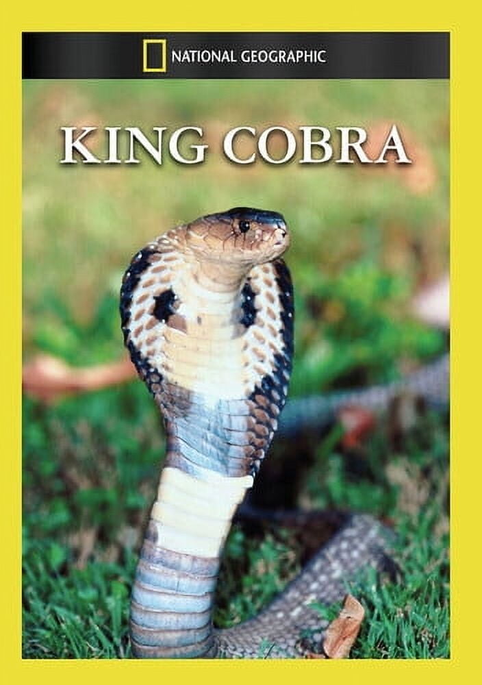 King Cobra (DVD), National Geographic, Documentary - Walmart.com