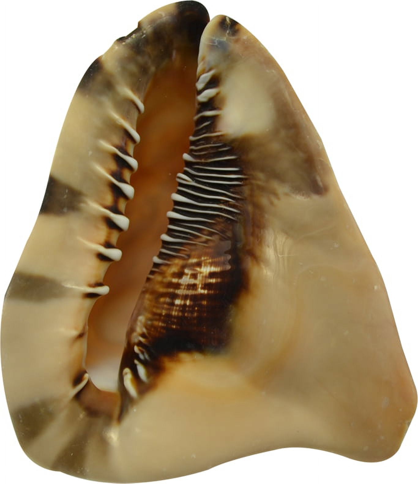 King Helmet Decorative Conch Seashell Tabletop Tank Ornament 6-7 ...