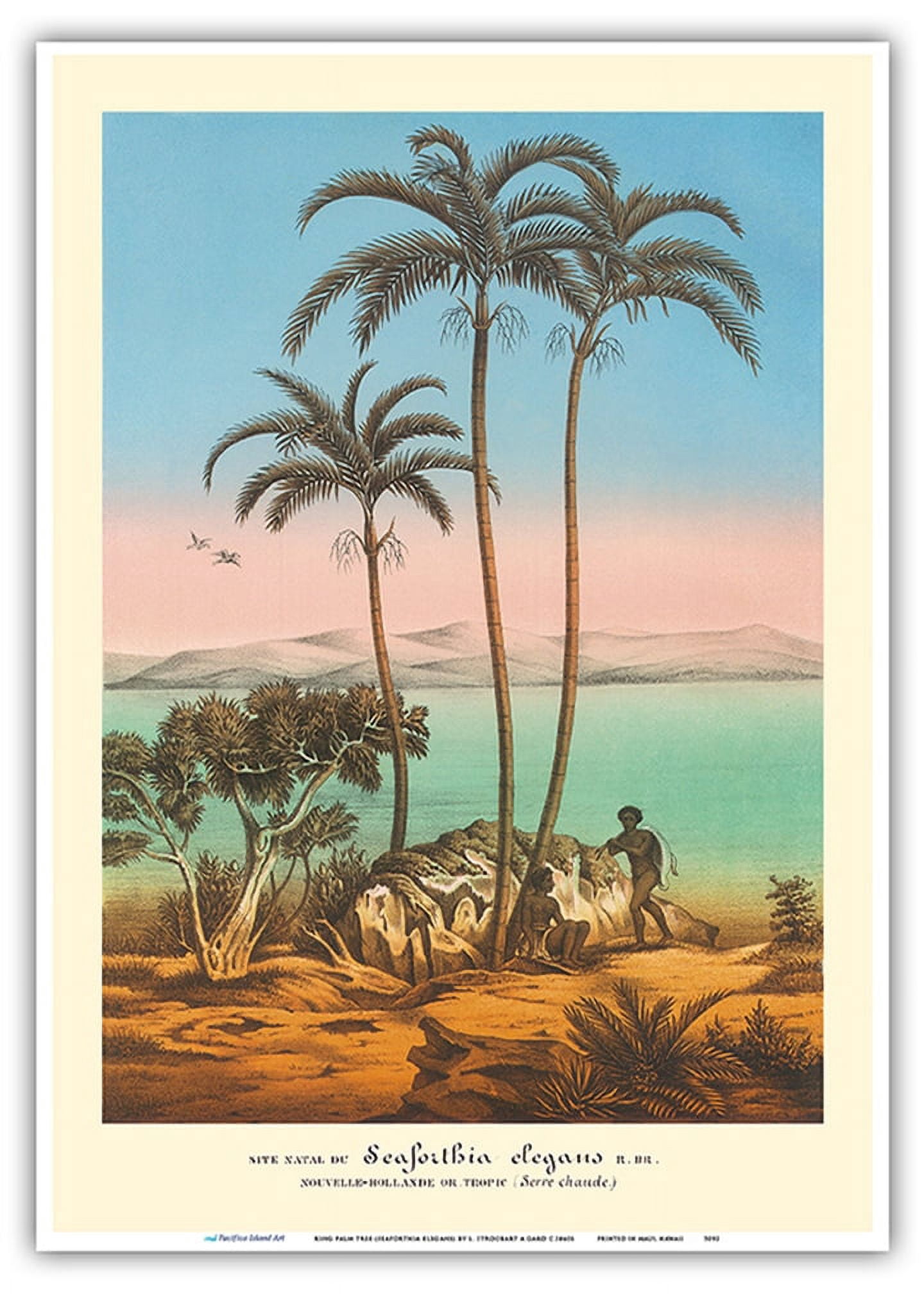 King Palm Tree (Seaforthia Elegans) - Australian Aborigines - Vintage ...